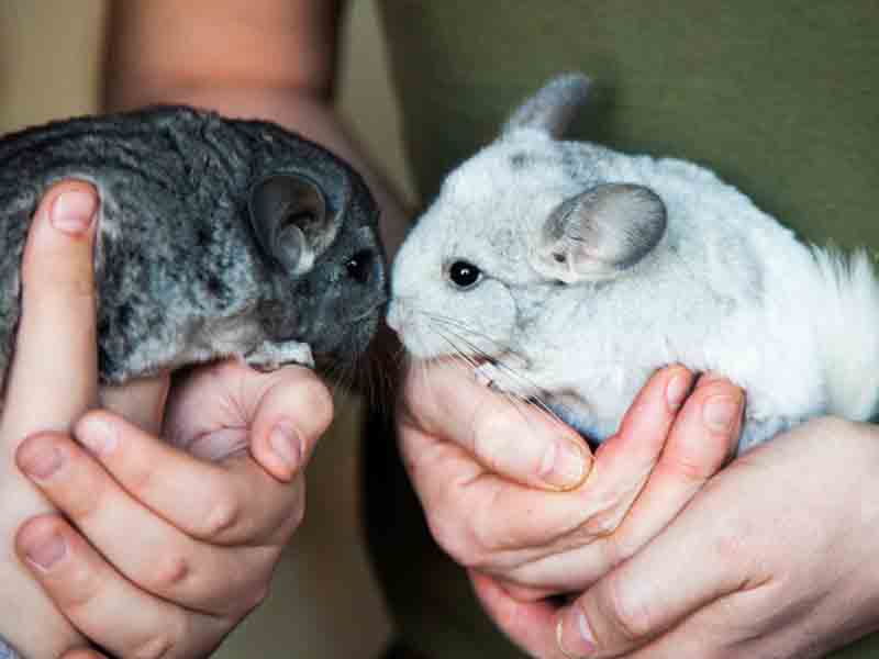 Good Starter Pet | Good first Pet